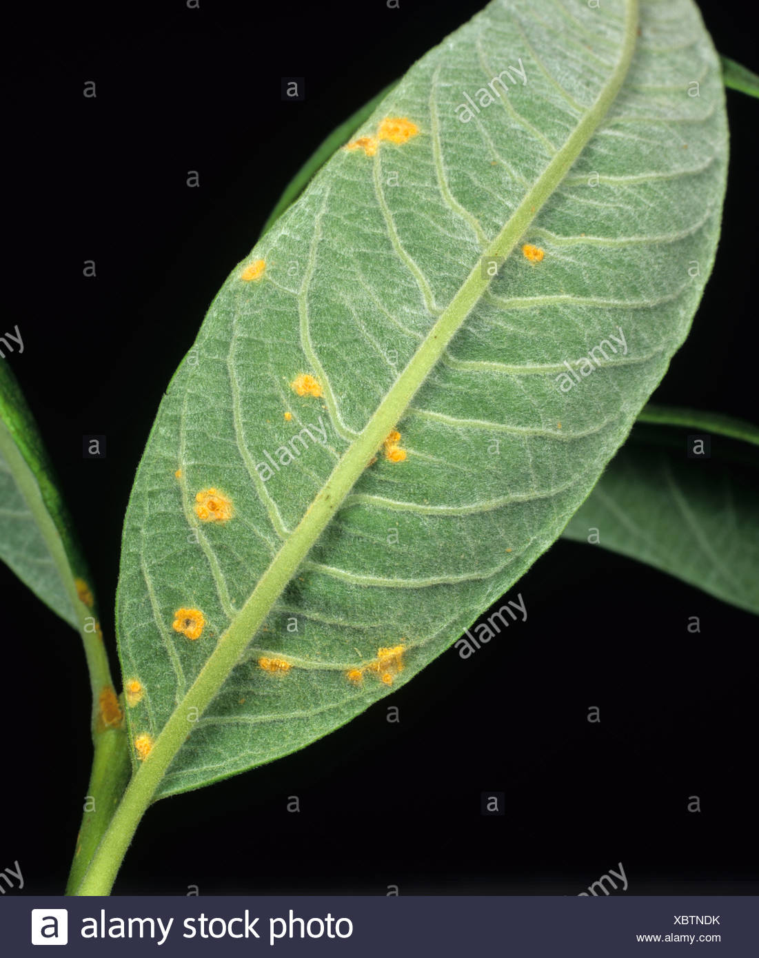 Willow Salix Sp Tree High Resolution Stock Photography and Images - Alamy