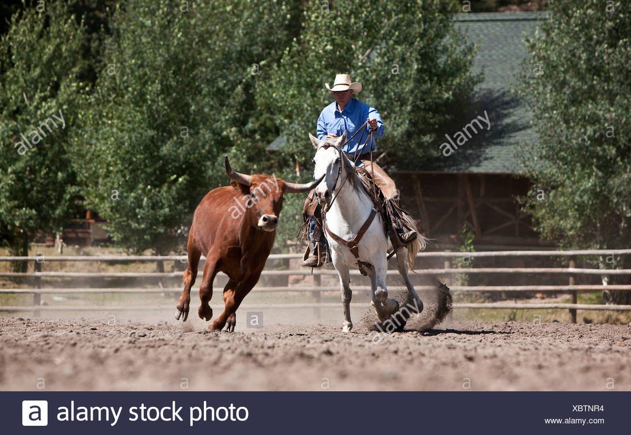 Cattle Ranching Montana High Resolution Stock Photography and Images ...