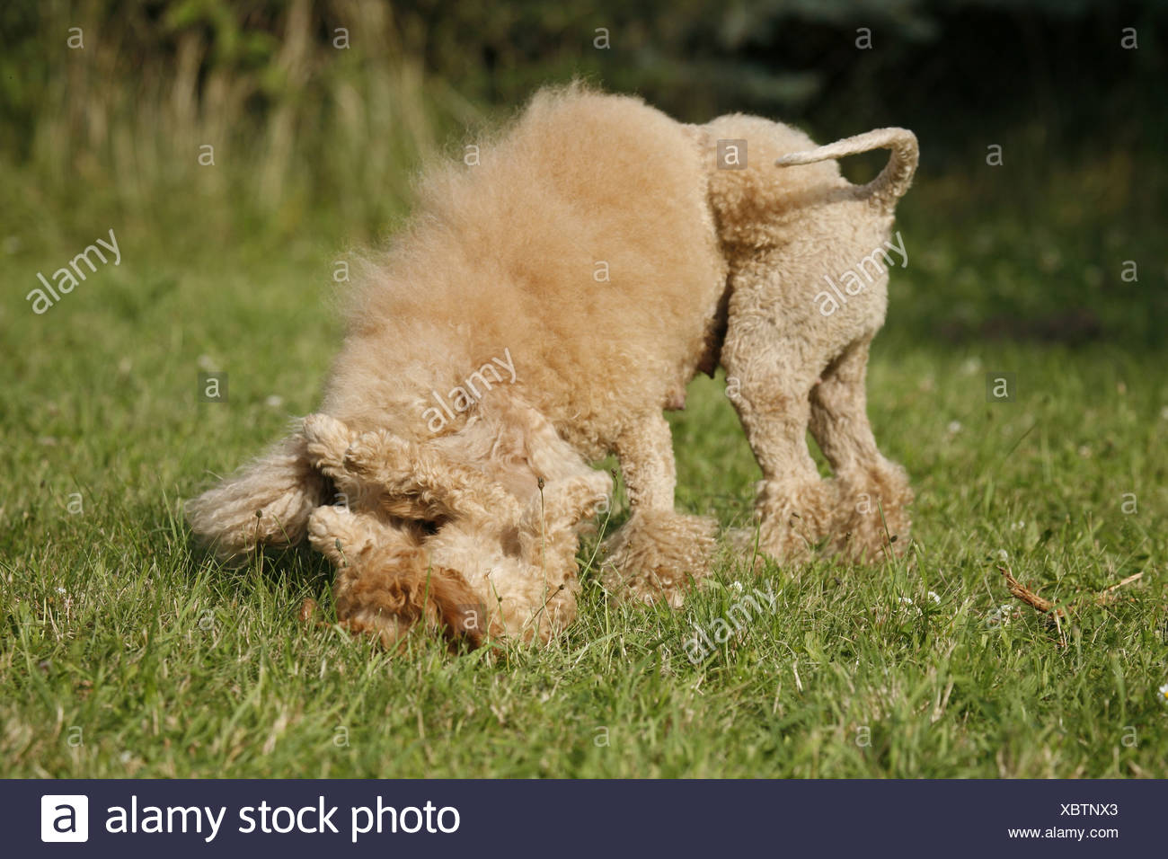 Two Poodles Side By Side High Resolution Stock Photography and Images ...