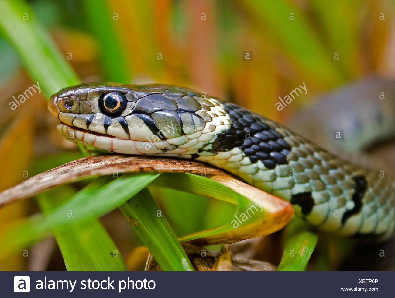 Grass Snake Uk High Resolution Stock Photography and Images - Alamy