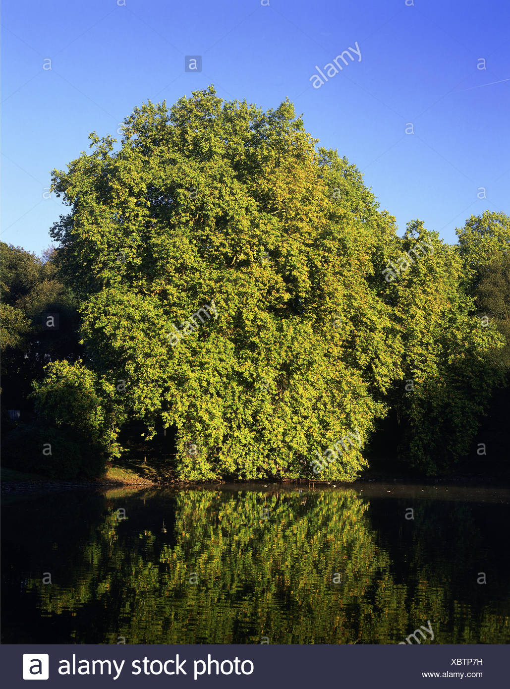 London Plane Tree High Resolution Stock Photography and Images - Alamy
