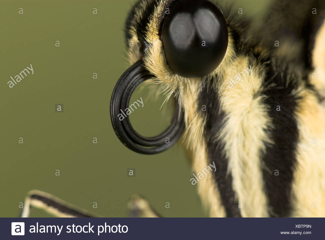 Butterfly Tongue Close Up Stock Photos & Butterfly Tongue Close Up ...