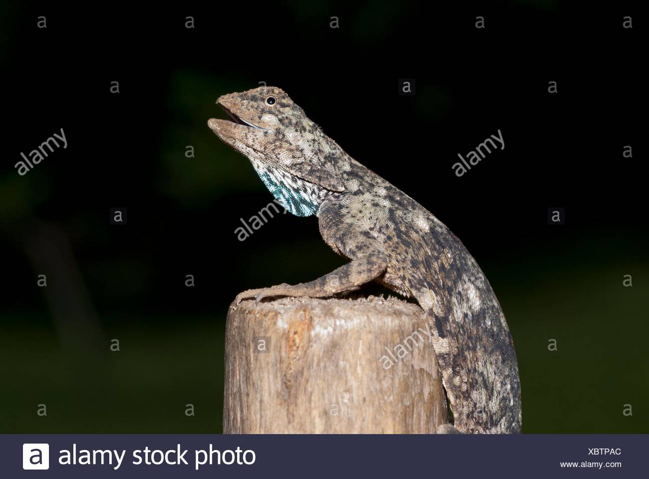 Draco Flying Dragon High Resolution Stock Photography and Images - Alamy