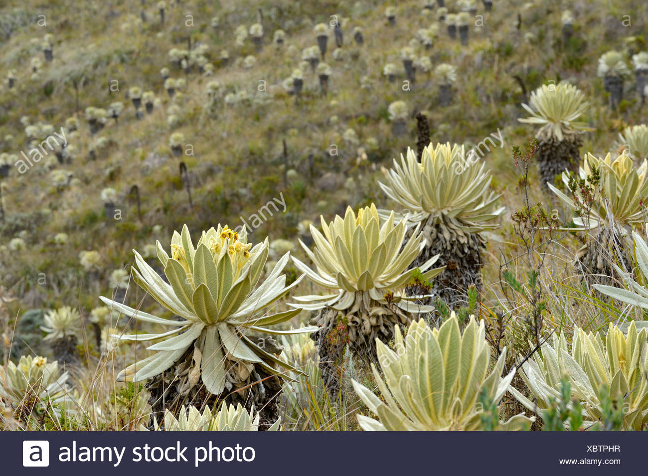 Frailejon Paramo High Resolution Stock Photography and Images - Alamy