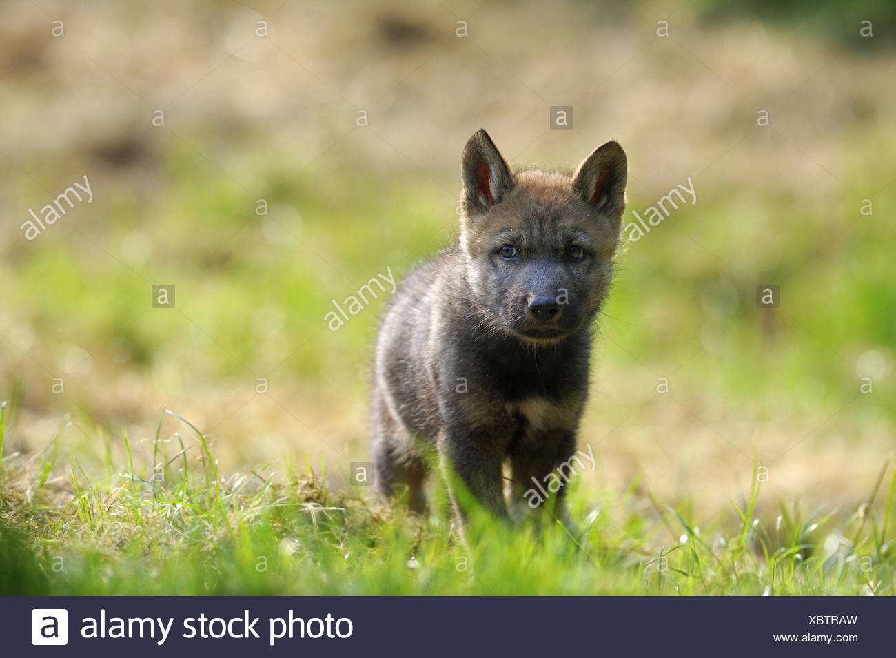 Month 1 High Resolution Stock Photography and Images - Alamy