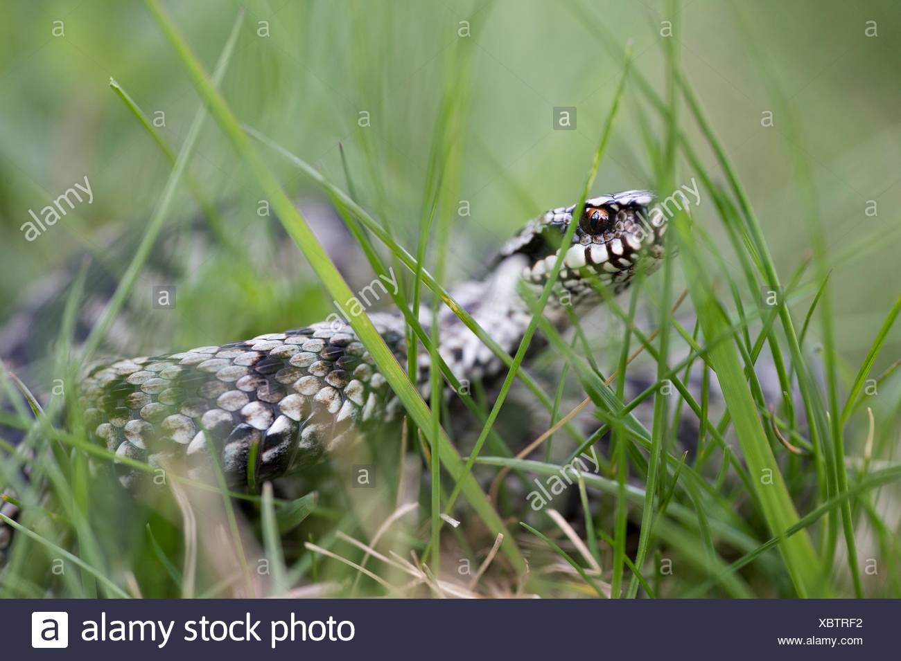 Creeping Animal High Resolution Stock Photography and Images - Alamy