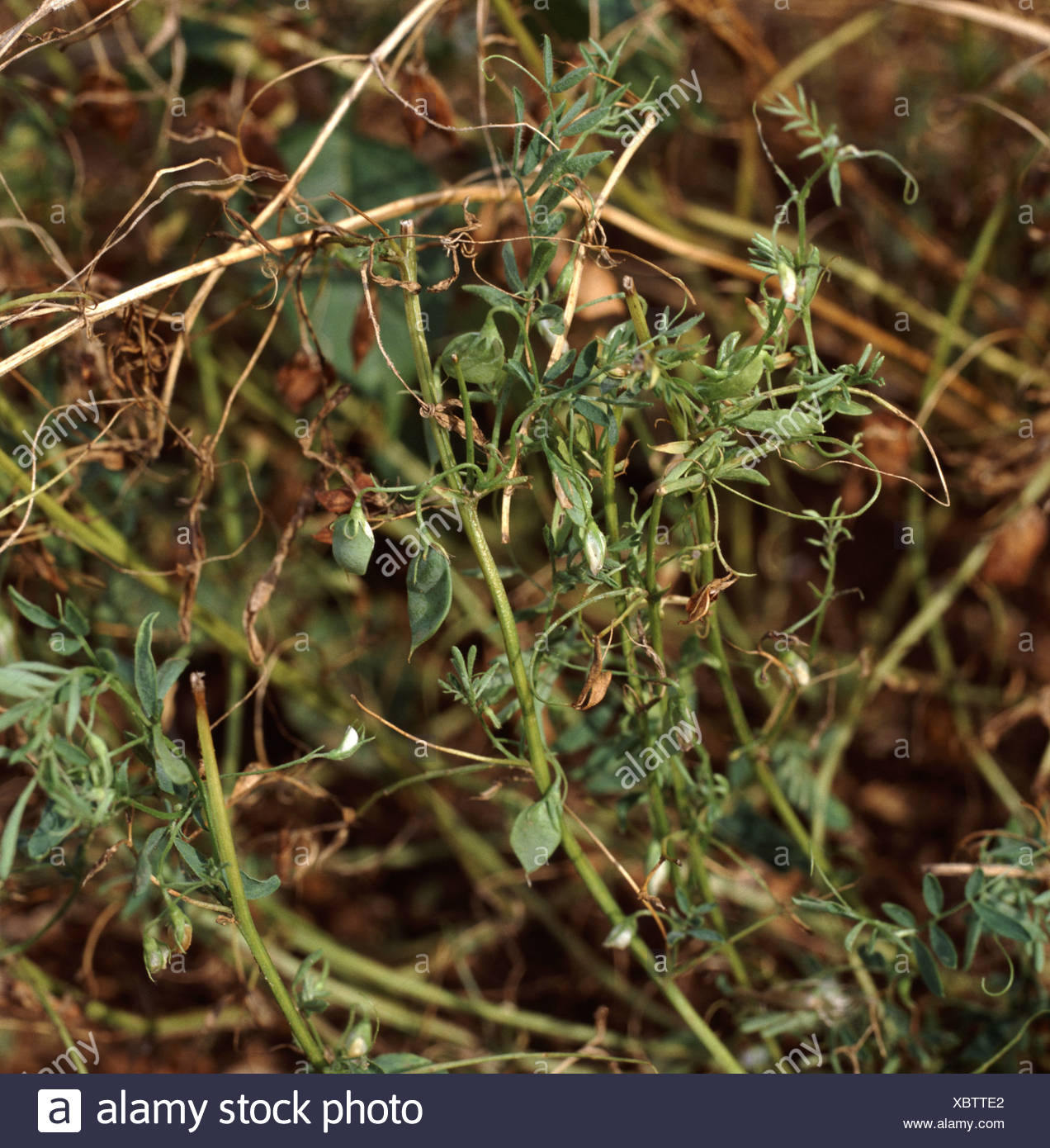 Lentil Growing Stock Photos & Lentil Growing Stock Images - Alamy
