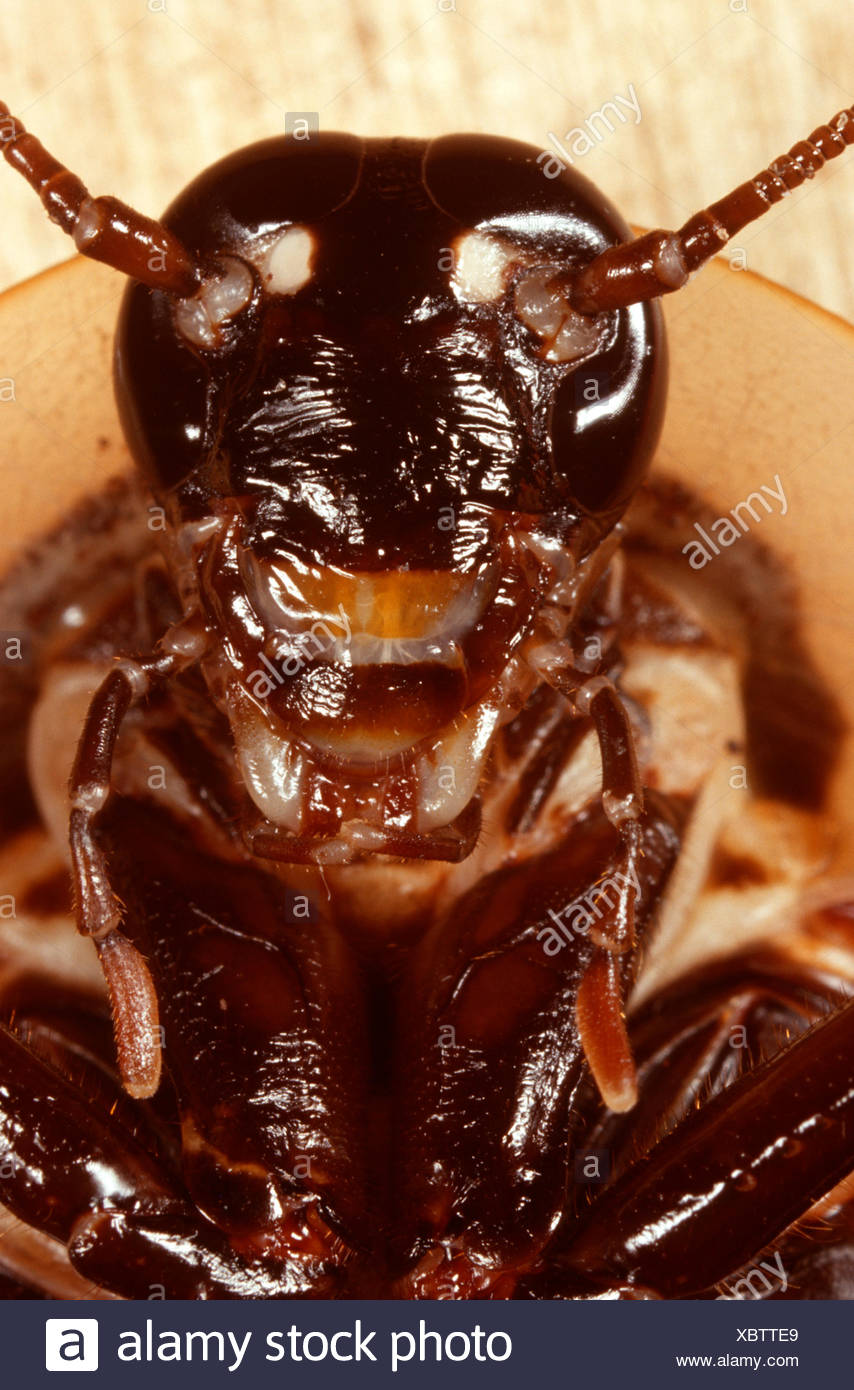 Cockroach And Close Up Stock Photos & Cockroach And Close Up Stock ...