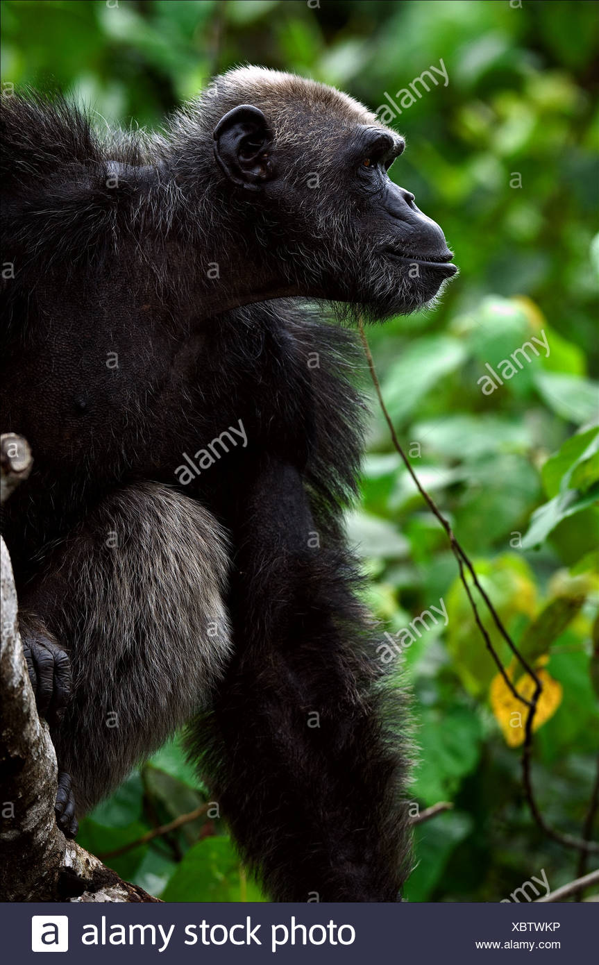 Chimpanzee Profile High Resolution Stock Photography and Images - Alamy
