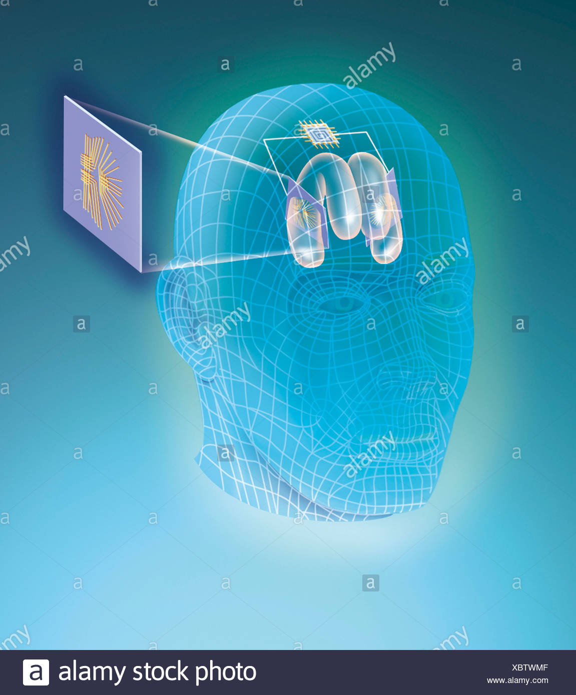 Brain Cerebrum Encephalus Cerebral Brains Encephalon Tobacco High ...