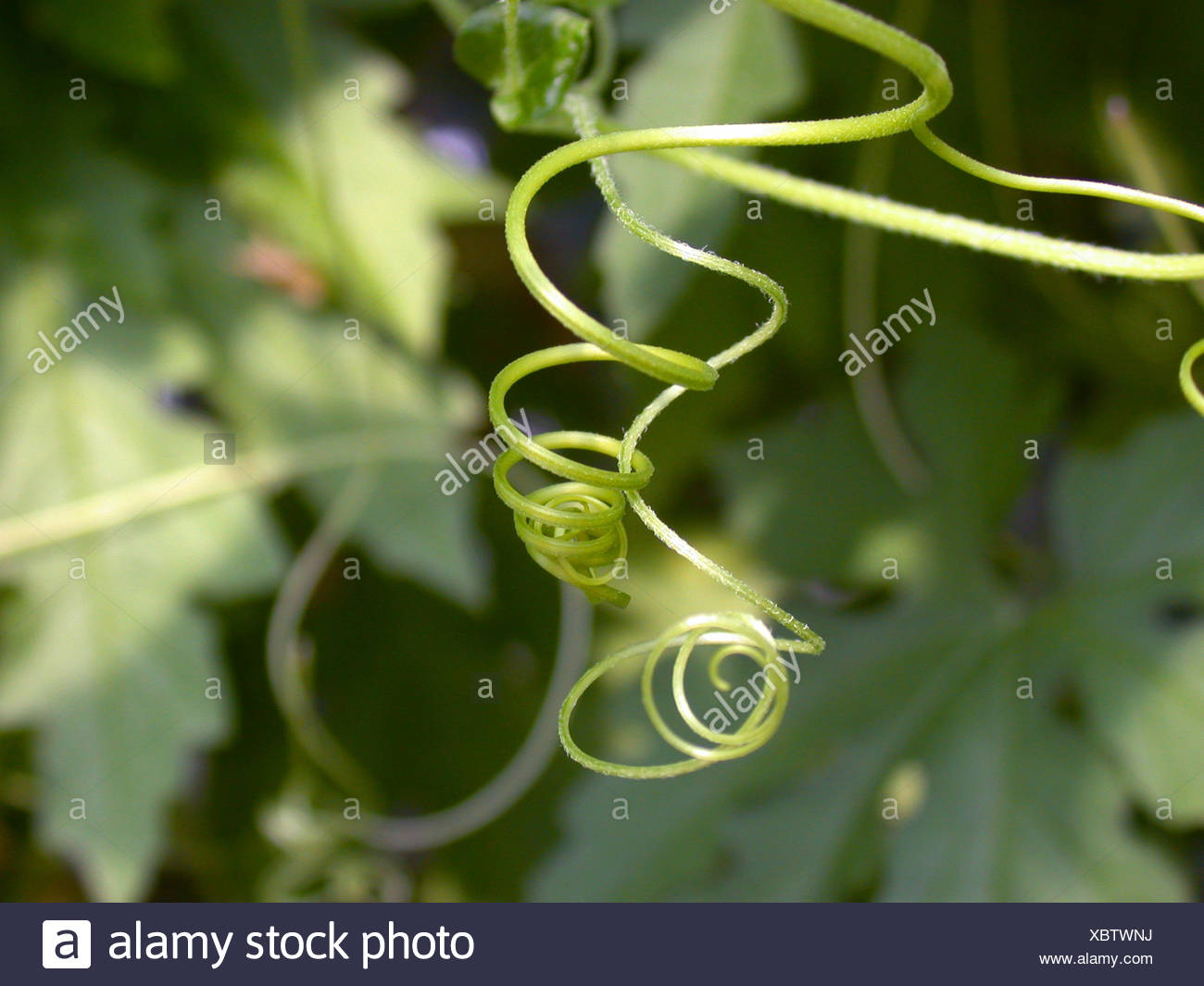 Tendril Coil High Resolution Stock Photography and Images - Alamy