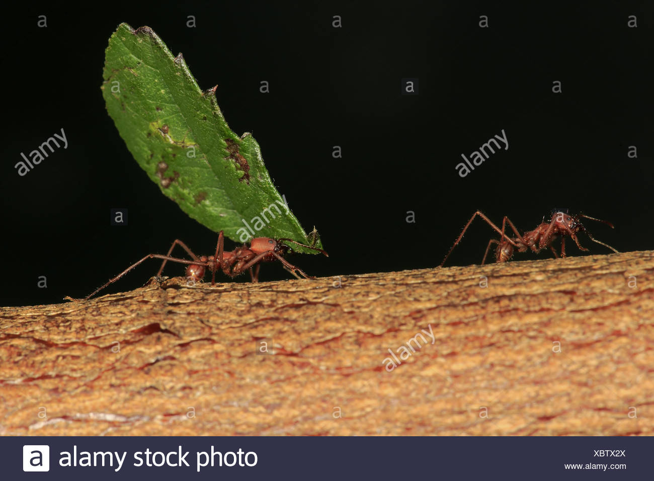 Leafcutter Worker Ants Stock Photos & Leafcutter Worker Ants Stock ...