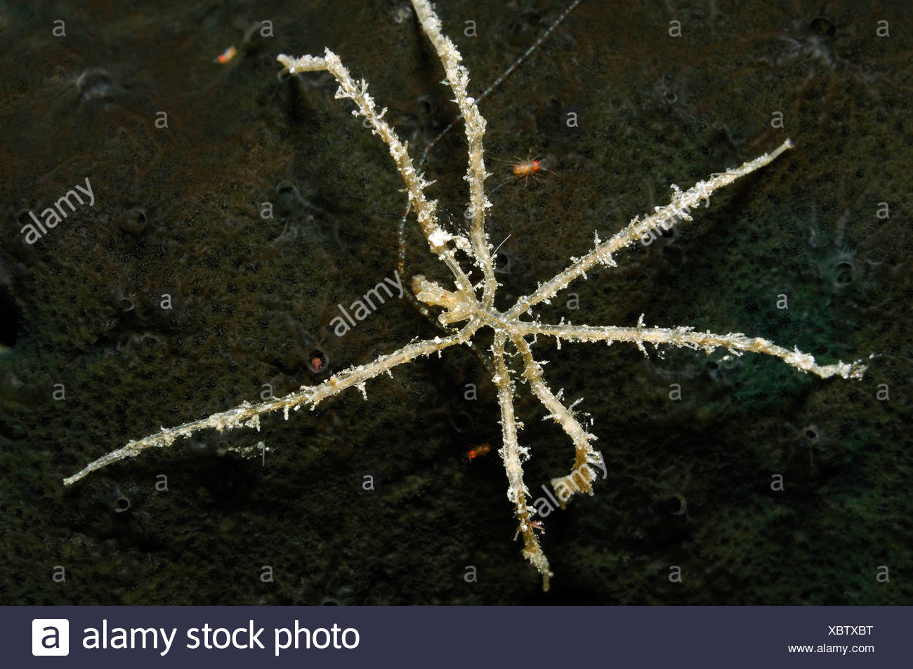 Underwater Spiders High Resolution Stock Photography and Images - Alamy