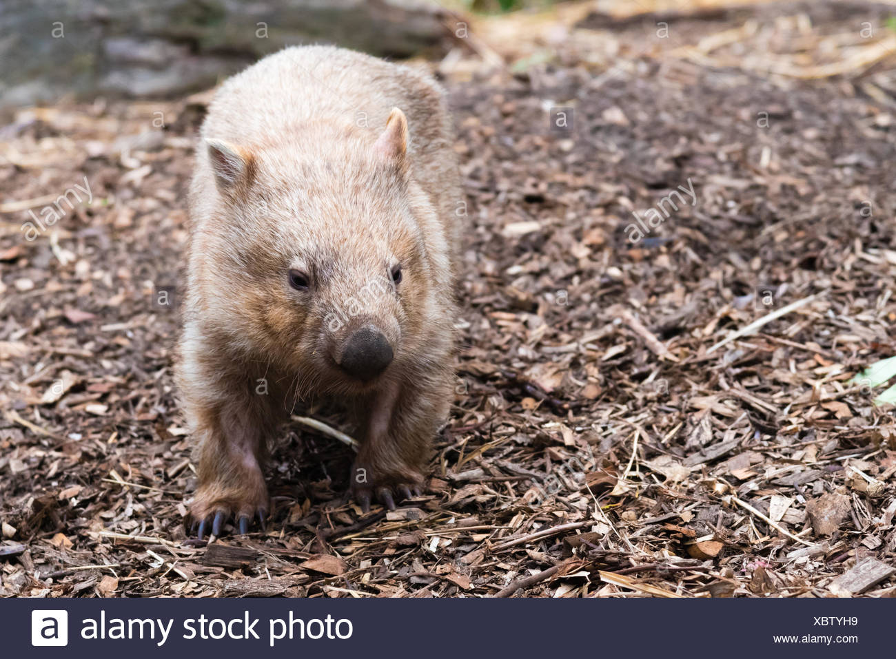 Whombat High Resolution Stock Photography and Images - Alamy