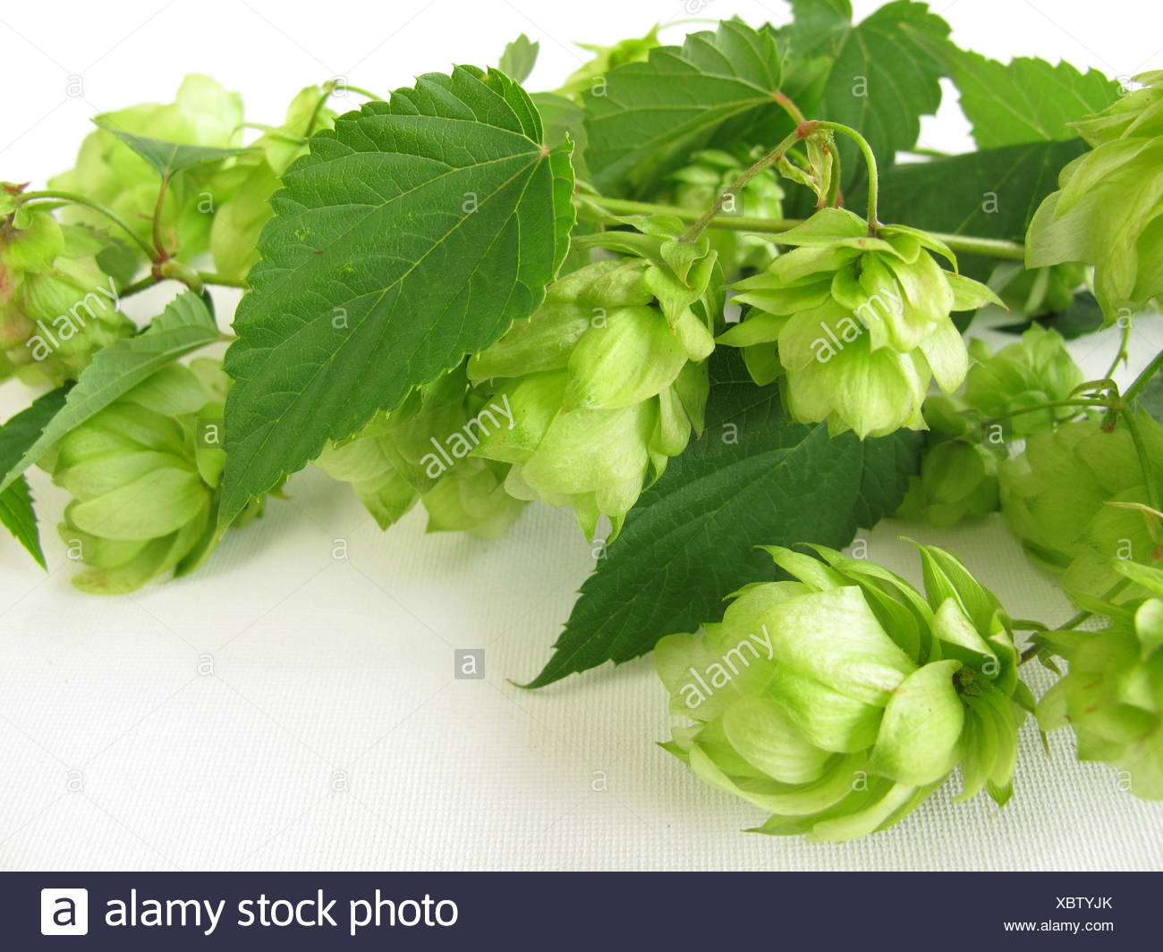 Hopfenzapfen High Resolution Stock Photography and Images - Alamy