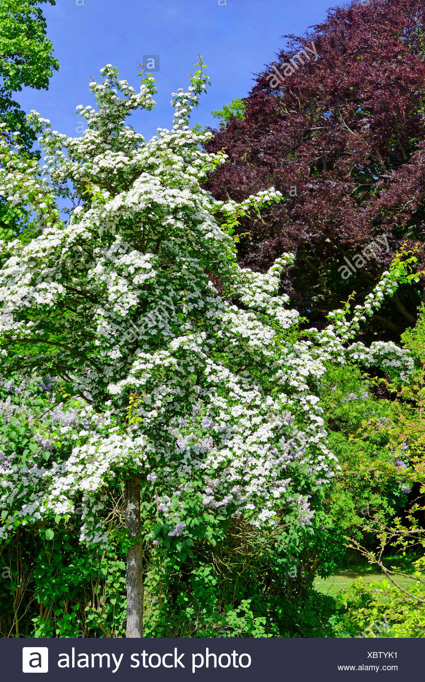 White Thorn Tree High Resolution Stock Photography and Images - Alamy