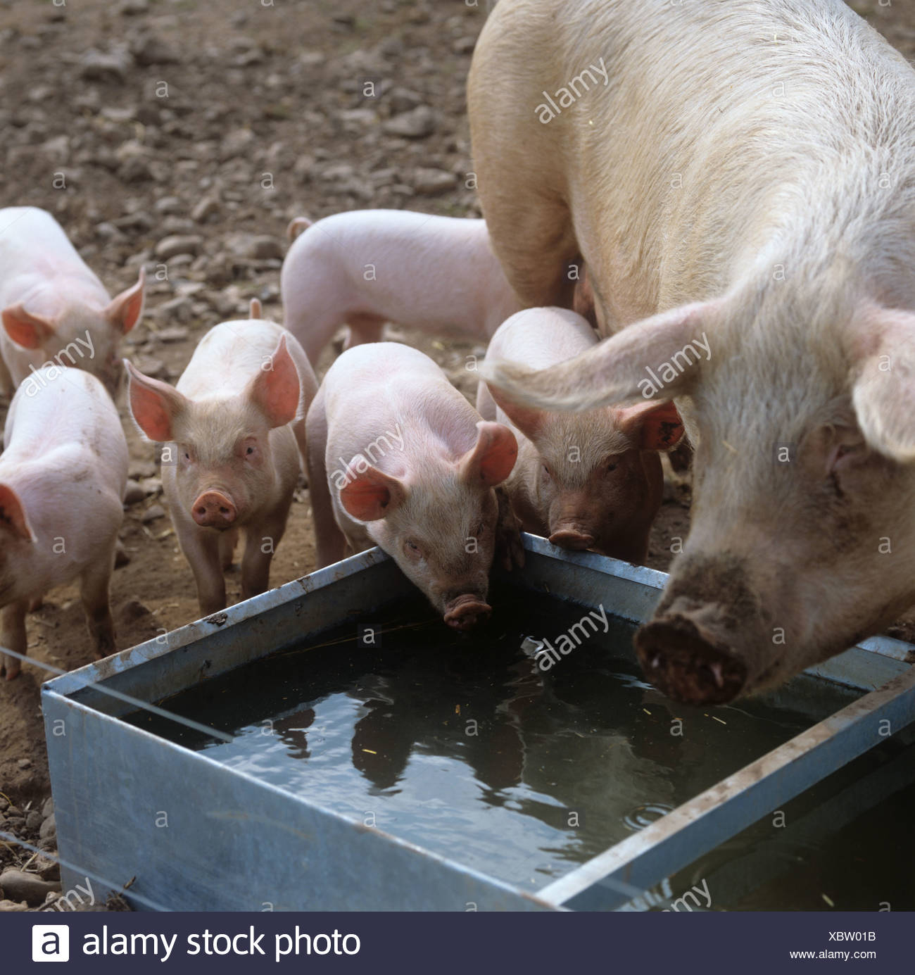 Farm Pigs Trough Uk High Resolution Stock Photography and Images - Alamy