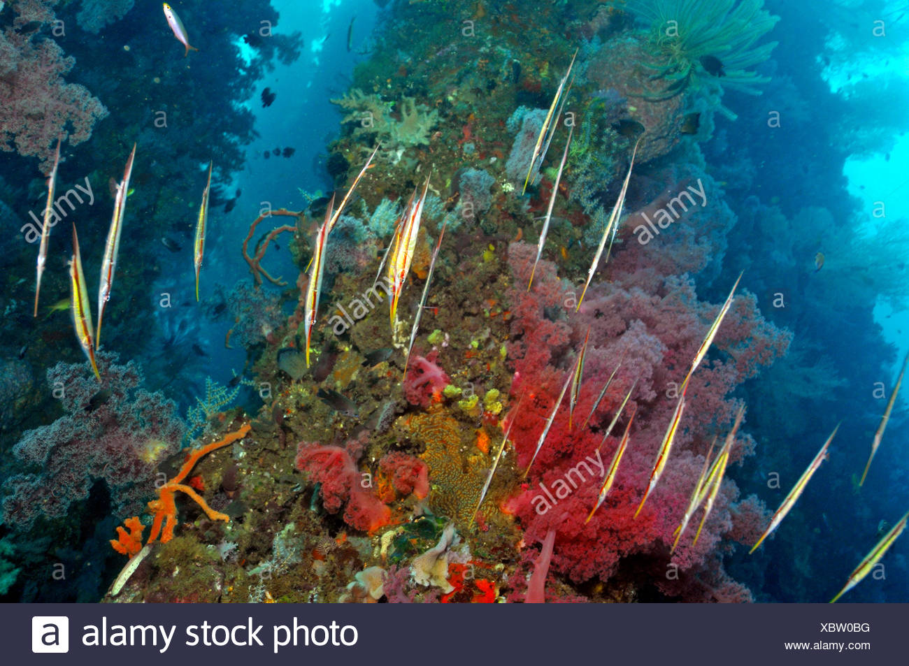 Coral Shrimpfish High Resolution Stock Photography and Images - Alamy