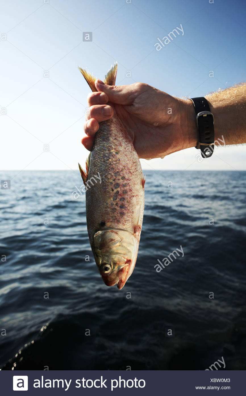 Animal Dead Fish High Resolution Stock Photography and Images - Alamy