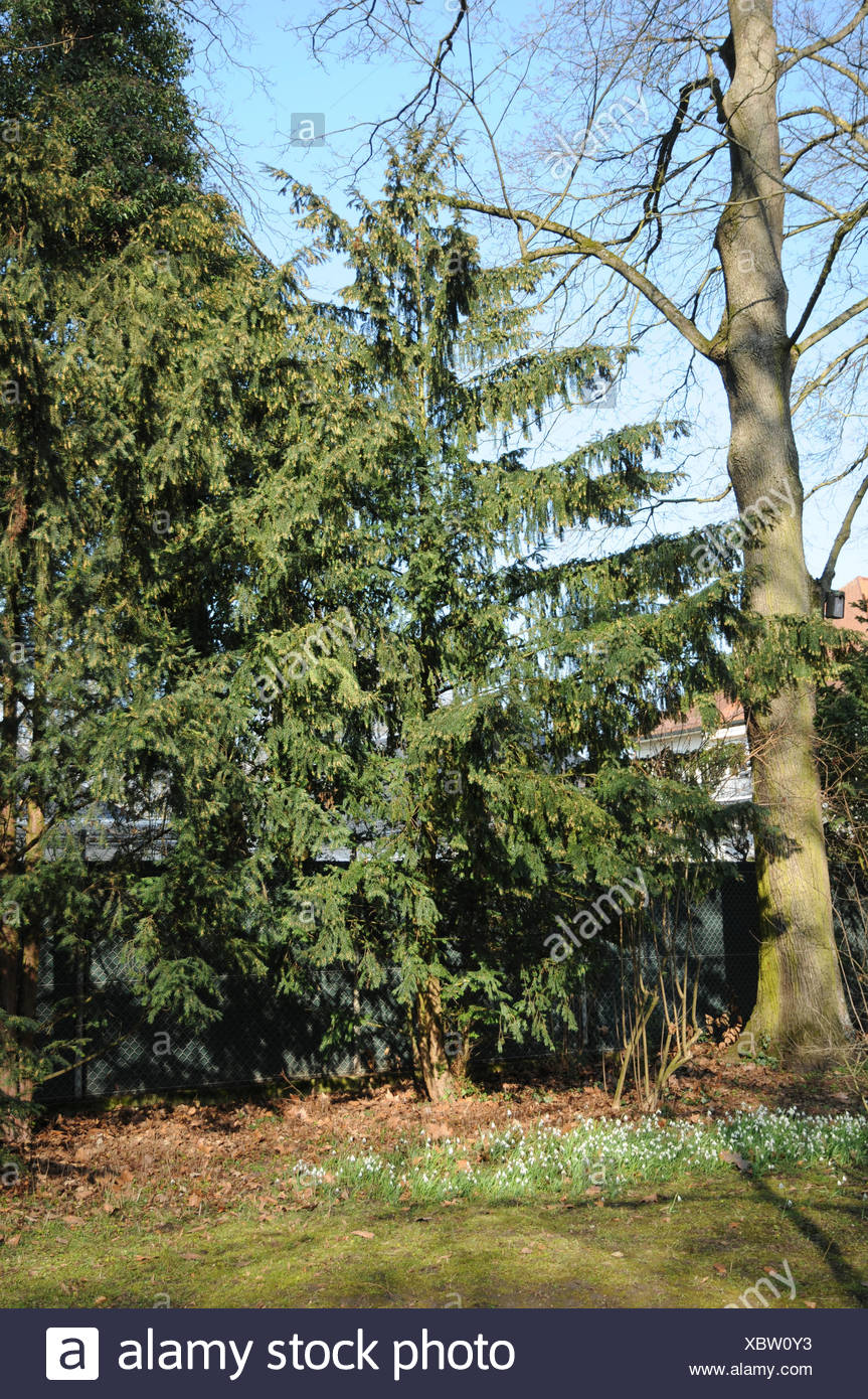 Taxus Baccata Yew Tree High Resolution Stock Photography and Images - Alamy