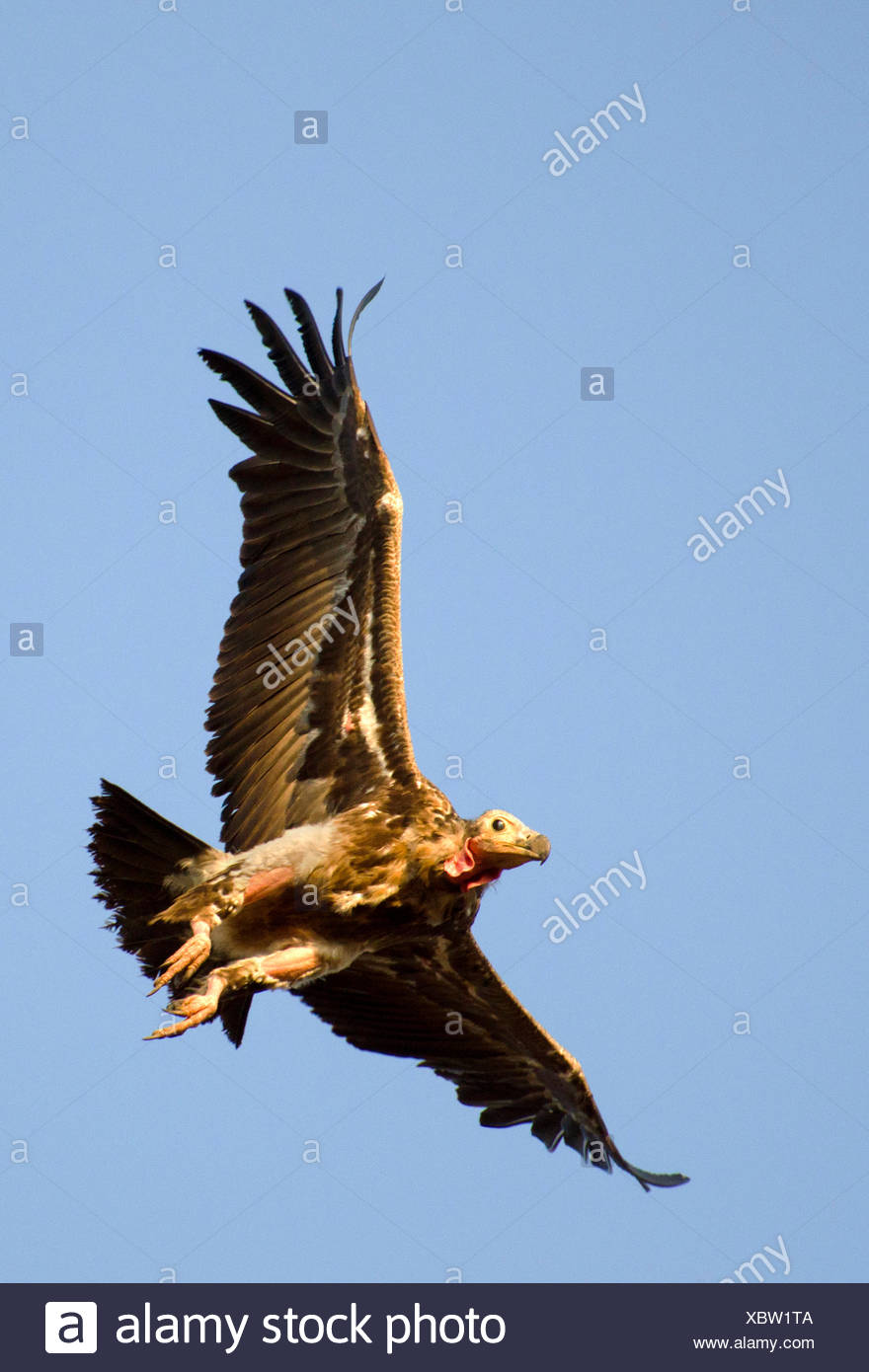 Red Headed Vulture High Resolution Stock Photography and Images - Alamy