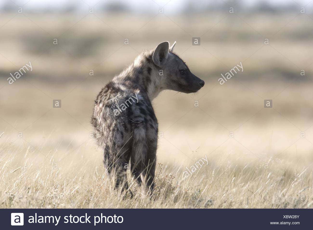 Hyena With Prey Stock Photos & Hyena With Prey Stock Images - Alamy