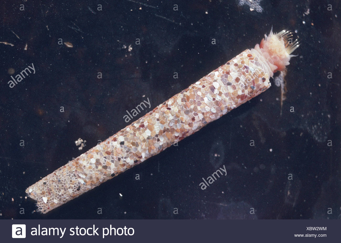 Pectinaria High Resolution Stock Photography and Images - Alamy