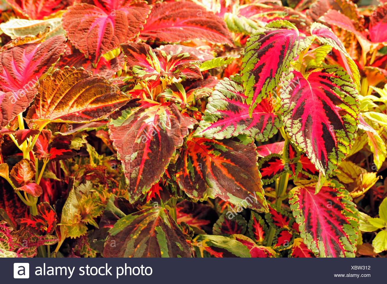 Coleus Red Plant High Resolution Stock Photography and Images - Alamy