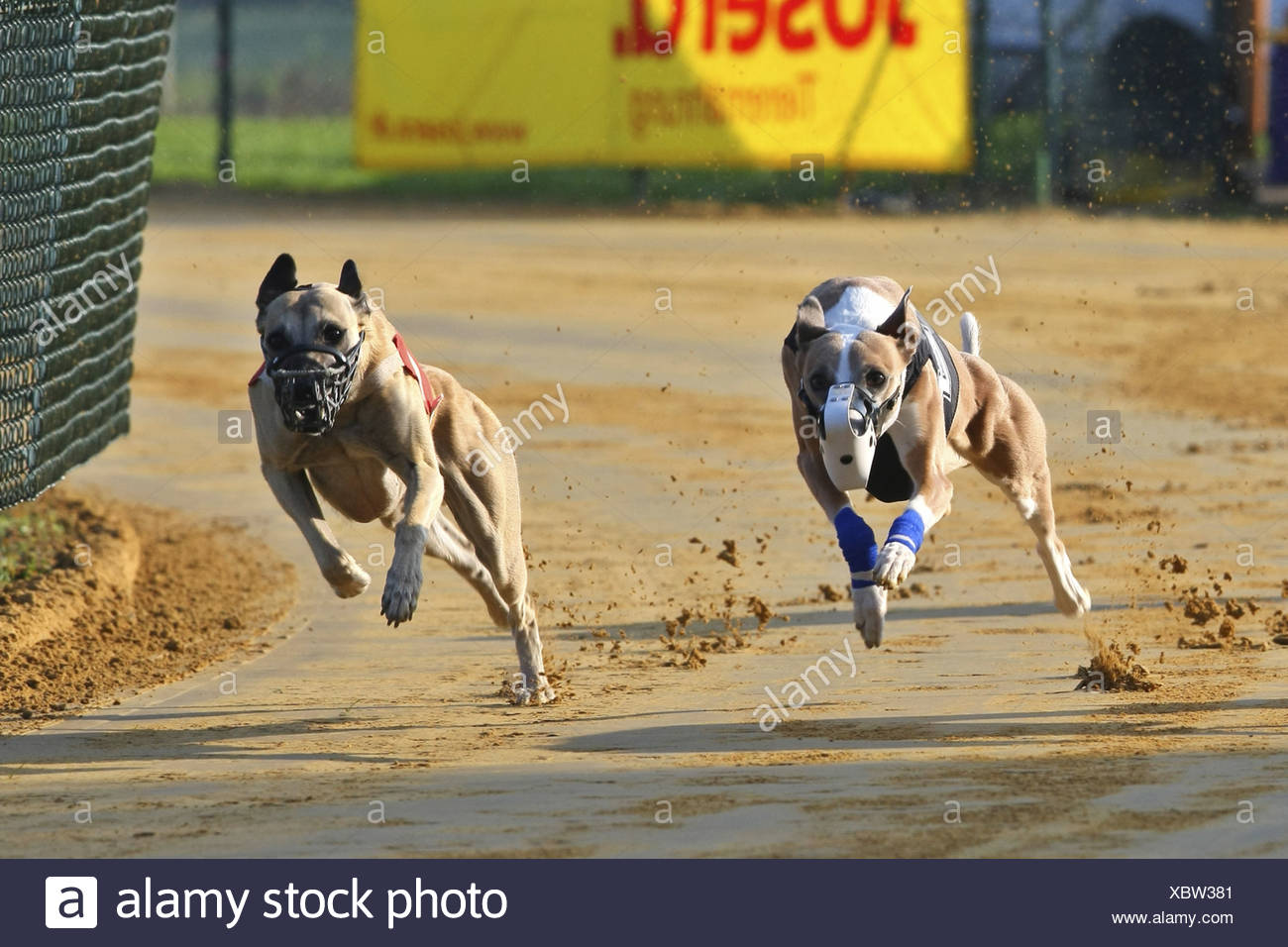Grayhound Racing High Resolution Stock Photography and Images - Alamy