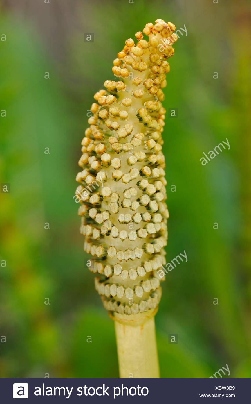 Spore Bearing Stock Photos & Spore Bearing Stock Images - Alamy