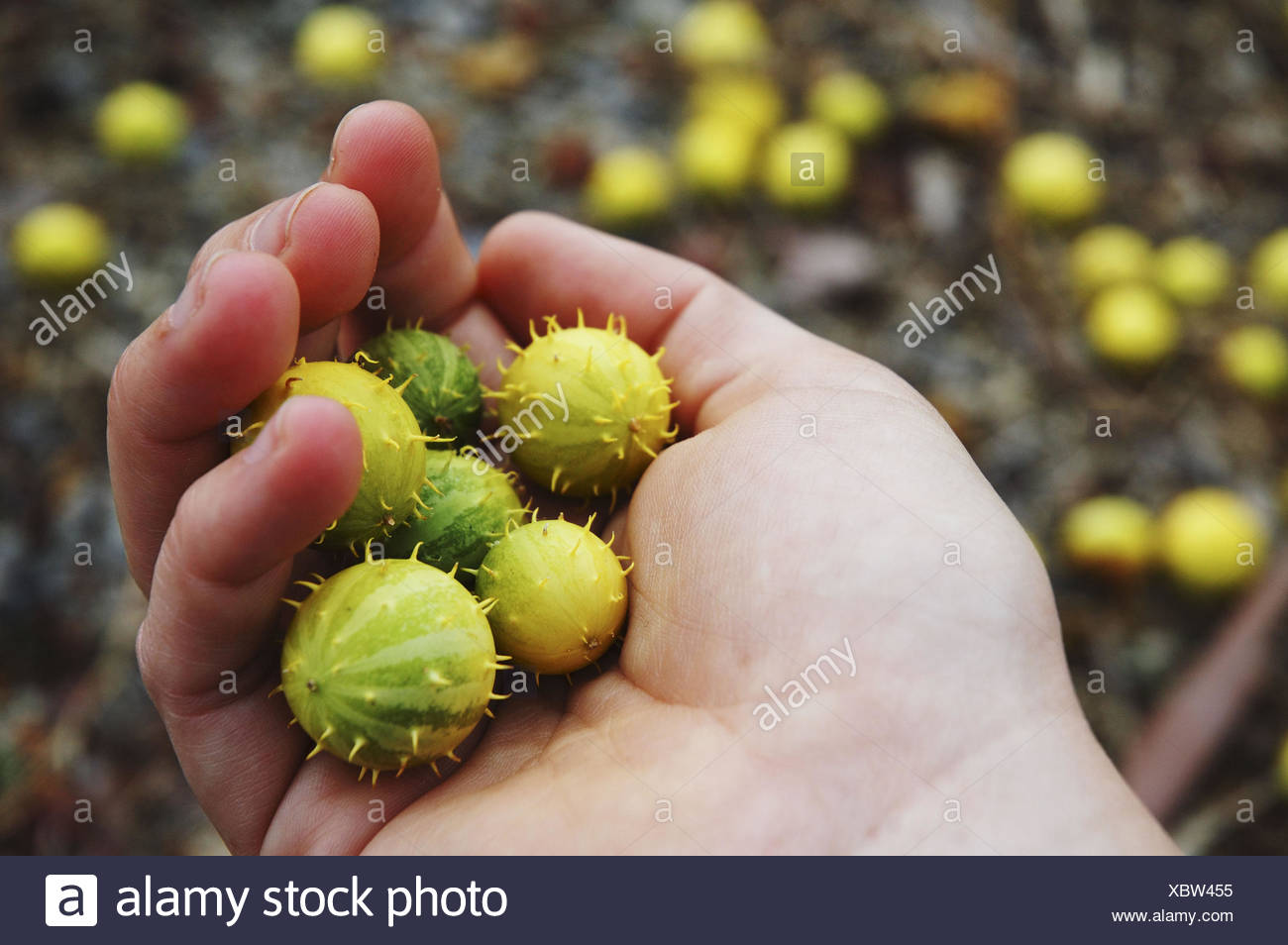 Citrullus Colocynthis Stock Photos & Citrullus Colocynthis Stock Images ...