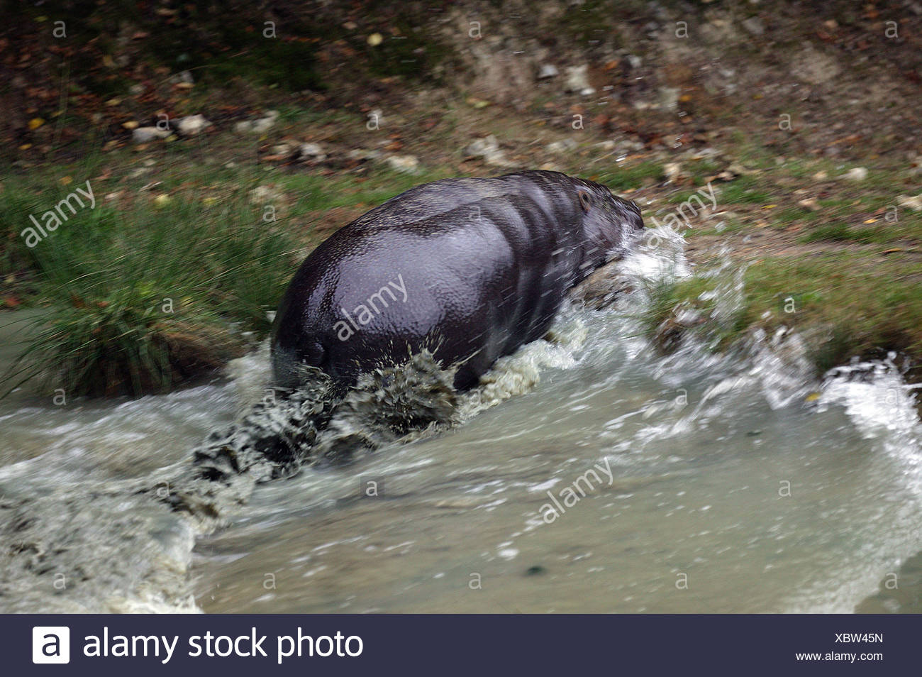 Hippopotamus Rear High Resolution Stock Photography and Images - Alamy