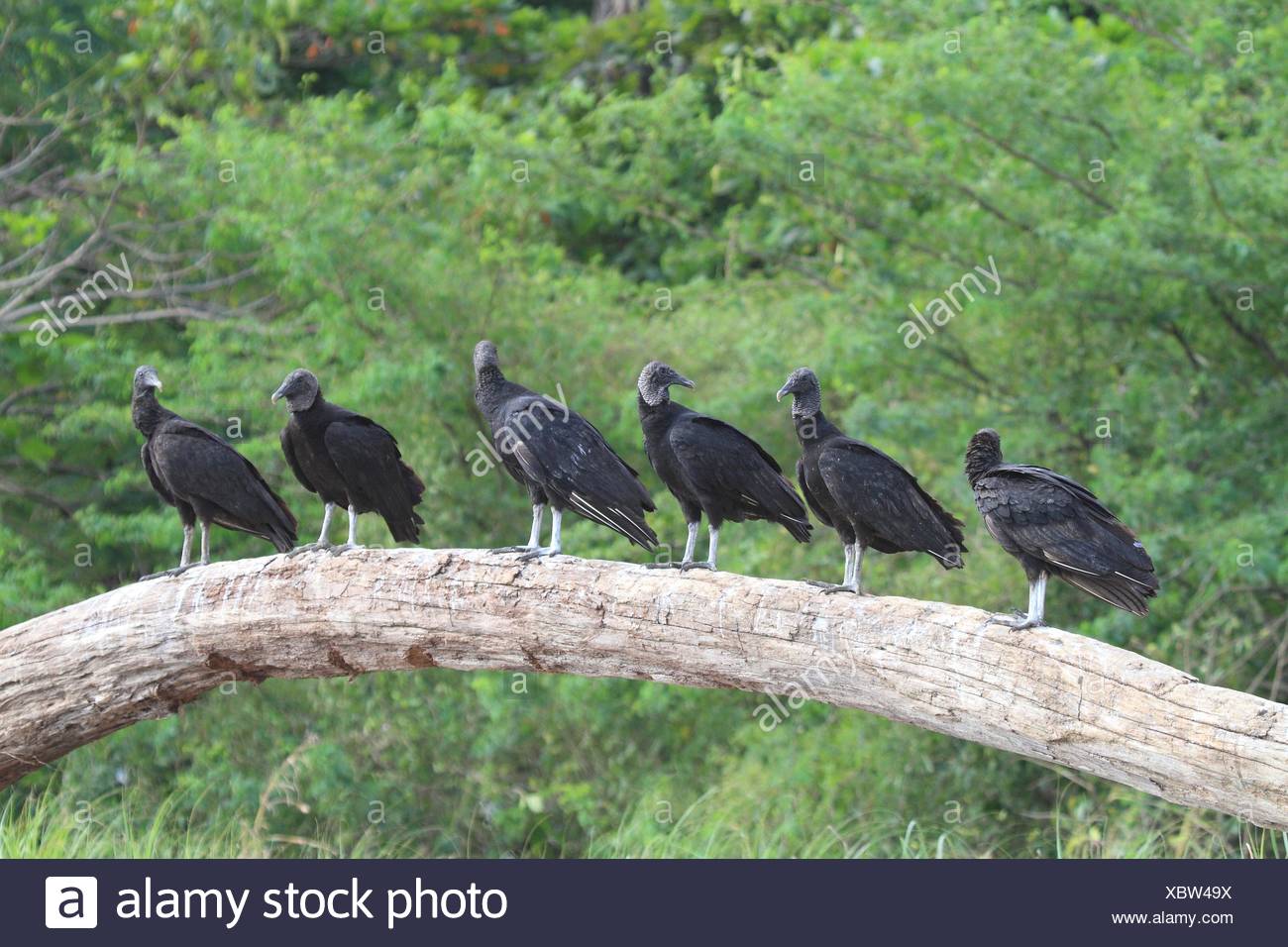 El Zopilote High Resolution Stock Photography and Images - Alamy