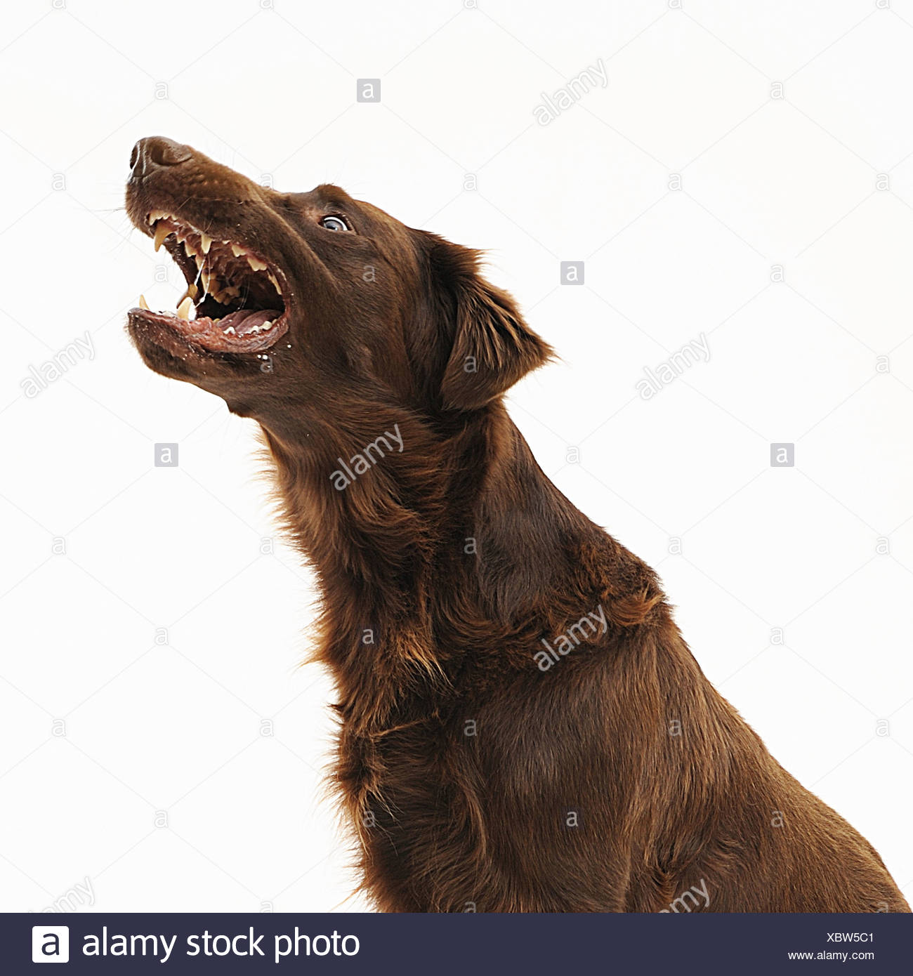 Barking Dogs High Resolution Stock Photography and Images - Alamy