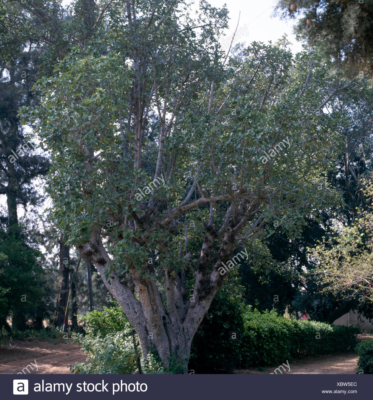 Sycomorus Ficus High Resolution Stock Photography and Images - Alamy