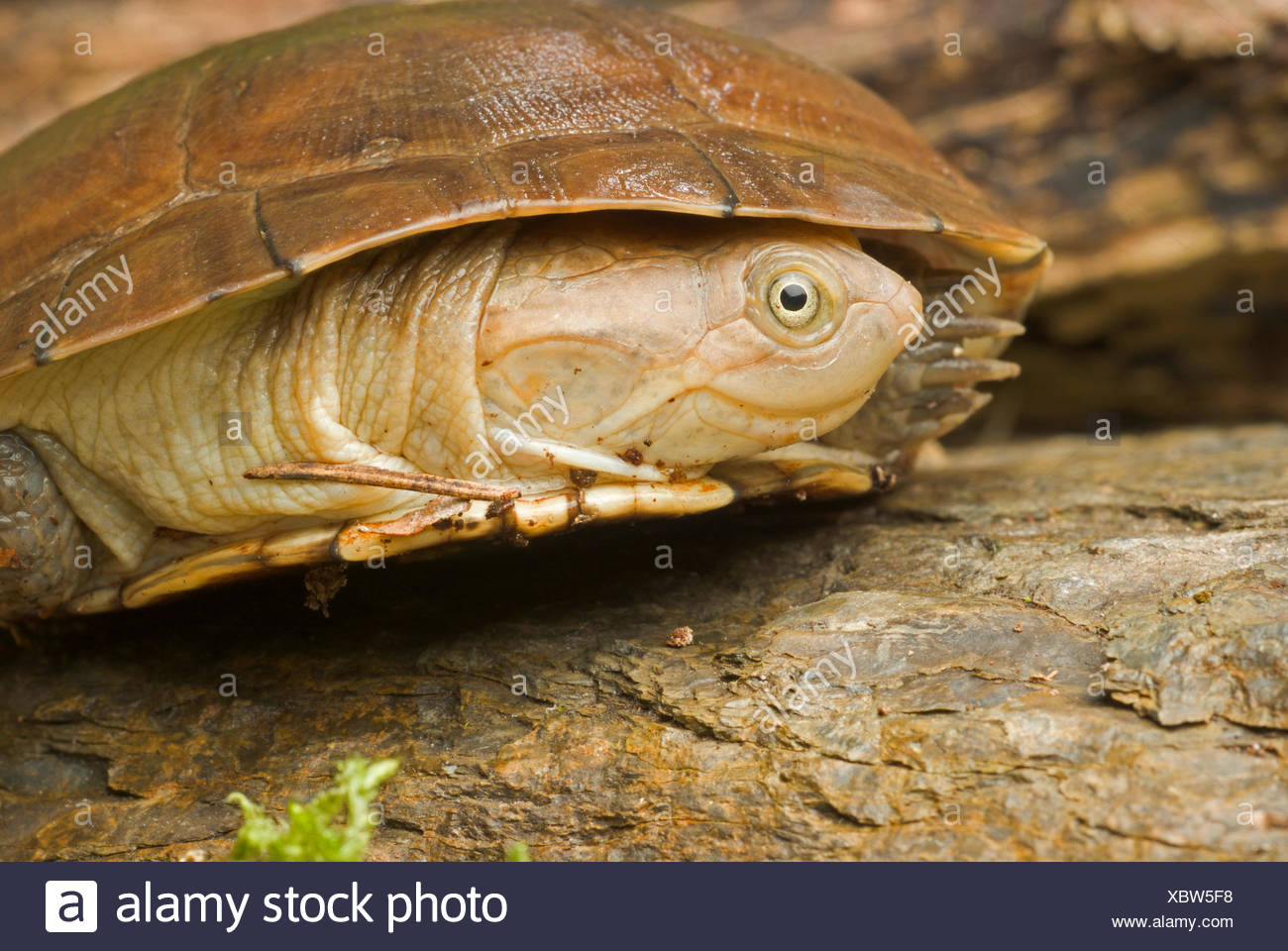 Pelomedusa High Resolution Stock Photography and Images - Alamy