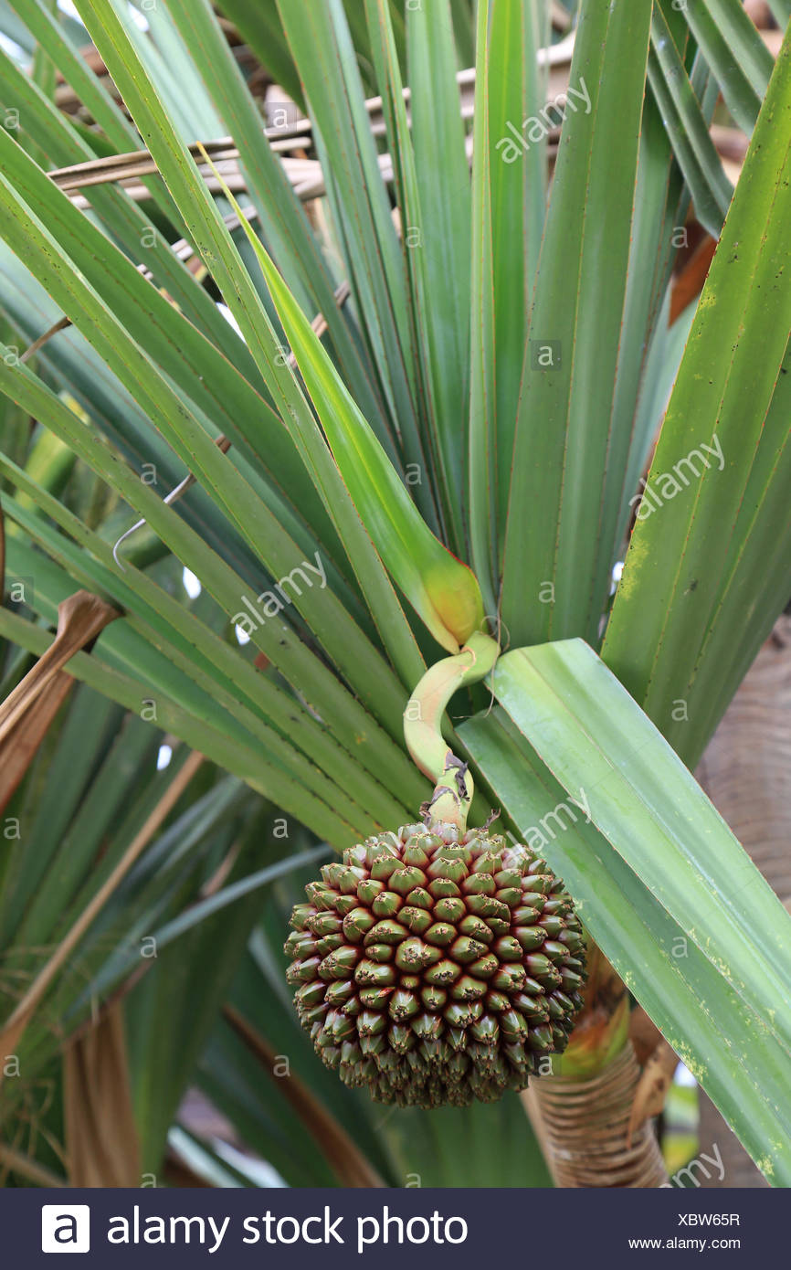 Pandanus Screwpine High Resolution Stock Photography and Images - Alamy