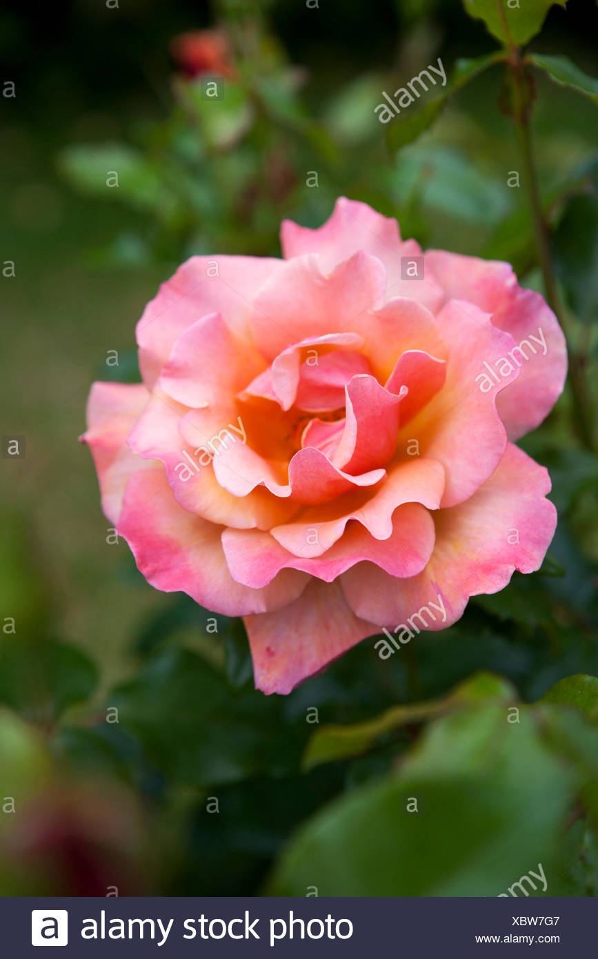 Rose Belle High Resolution Stock Photography and Images - Alamy