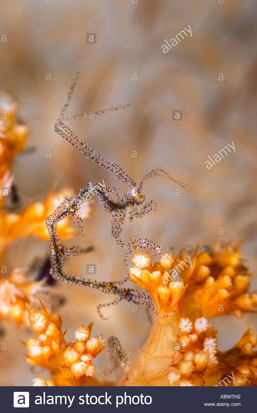 Caprellida High Resolution Stock Photography and Images - Alamy