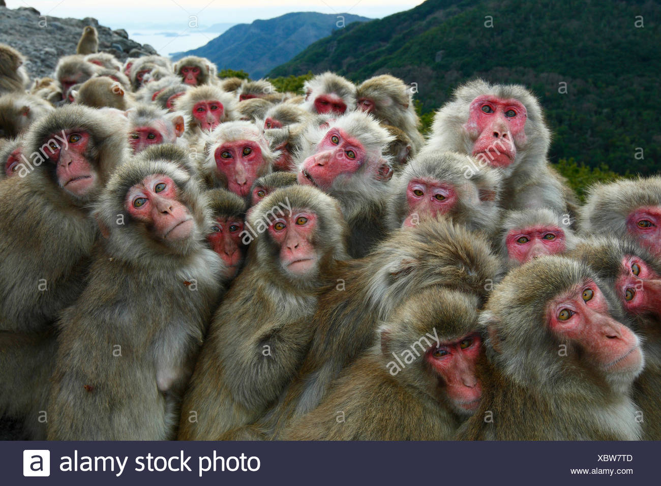 Monkey On Head High Resolution Stock Photography and Images - Alamy