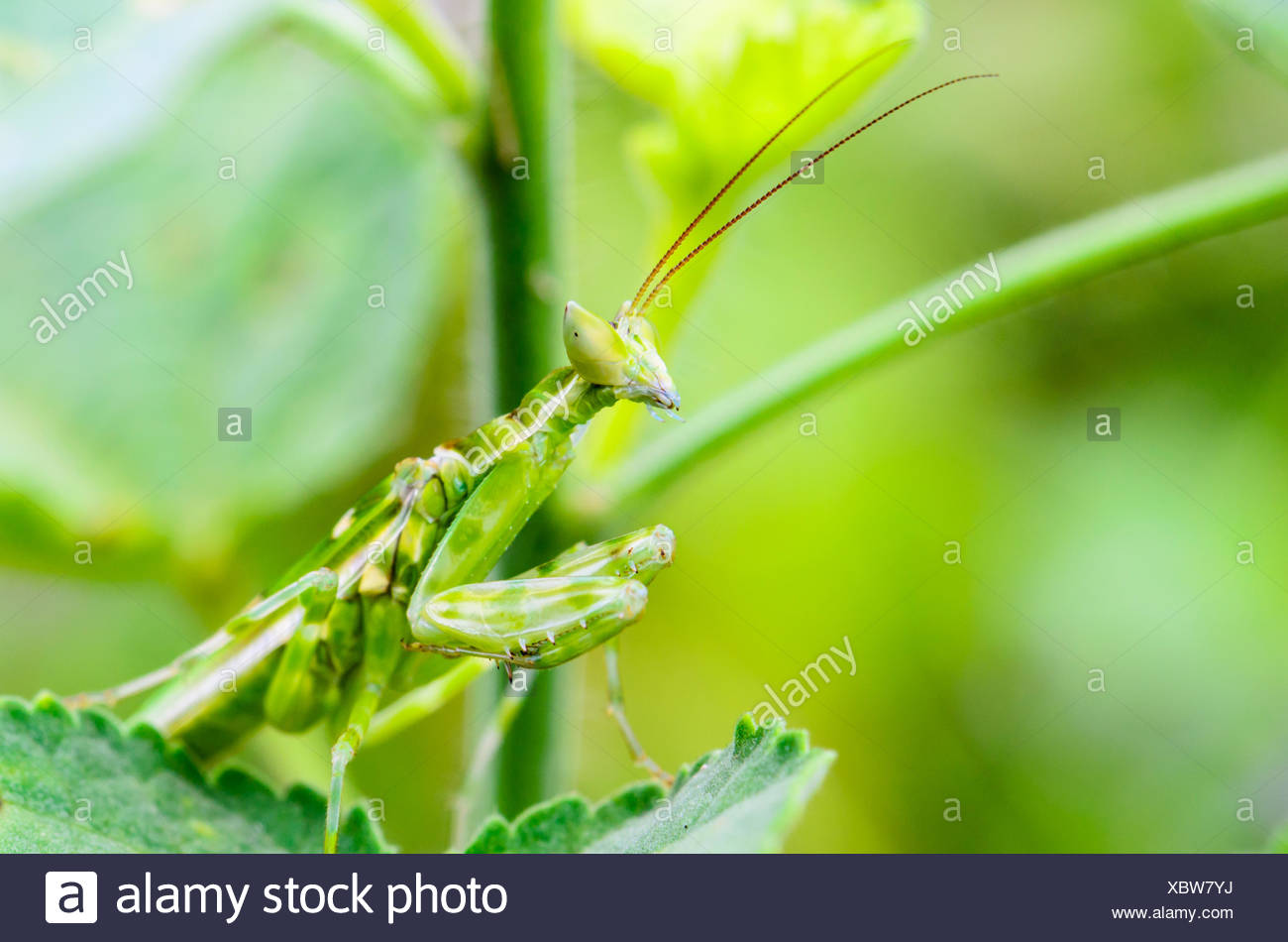 Indian Flower Praying Mantis High Resolution Stock Photography and ...