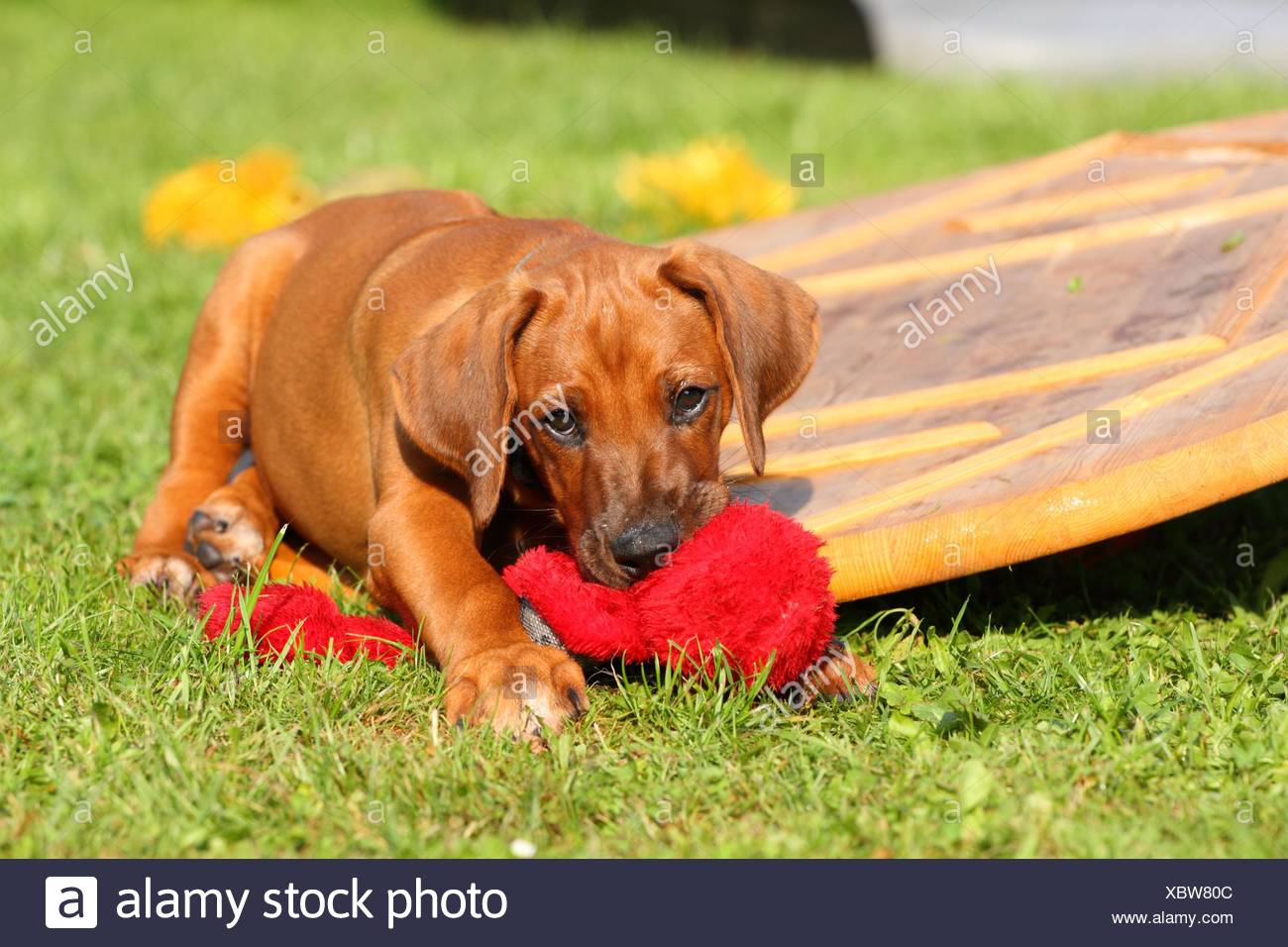 Soft Cuddly Toy Lion High Resolution Stock Photography and Images - Alamy