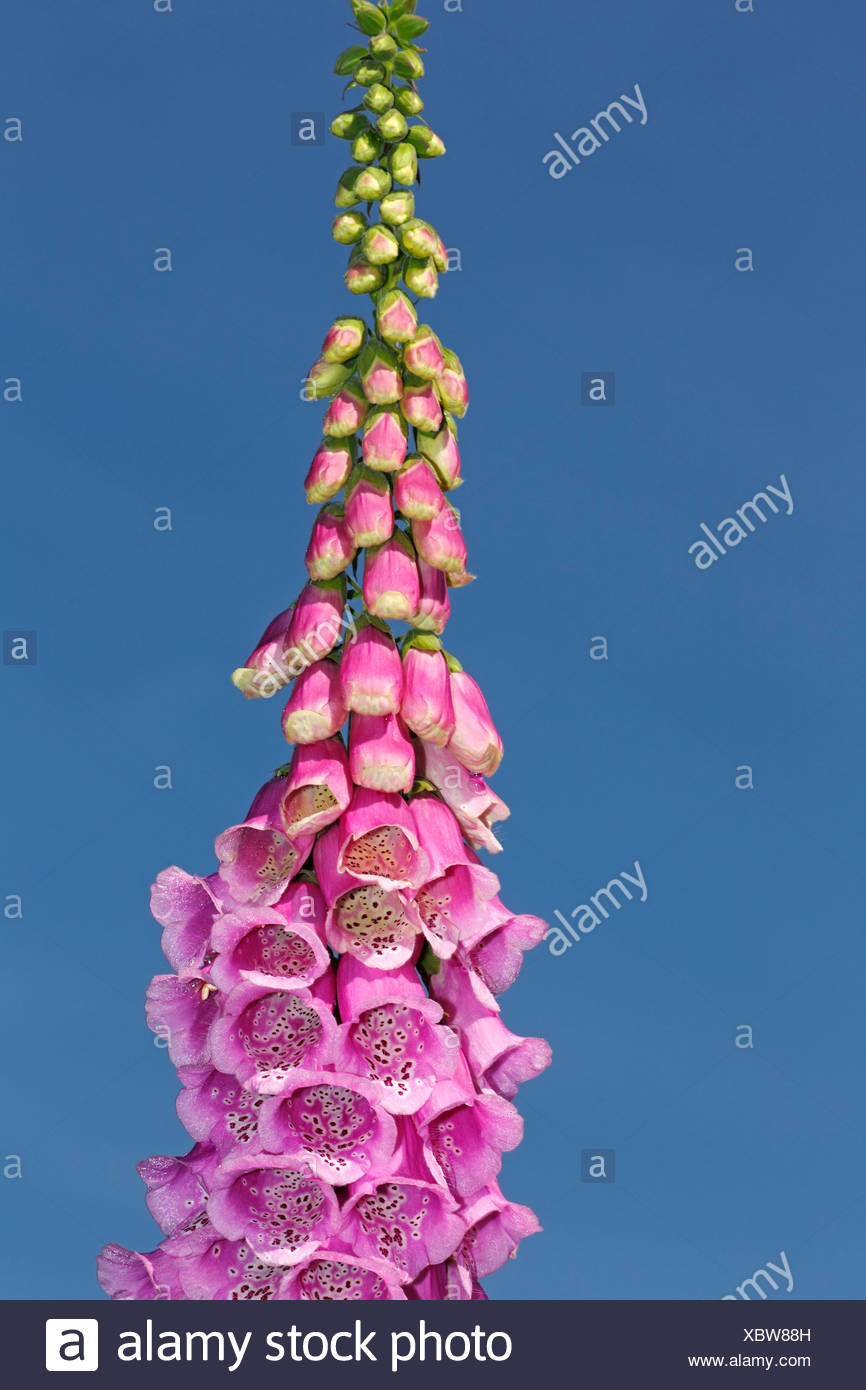 Foxglove Plant Close Up Stock Photos & Foxglove Plant Close Up Stock ...