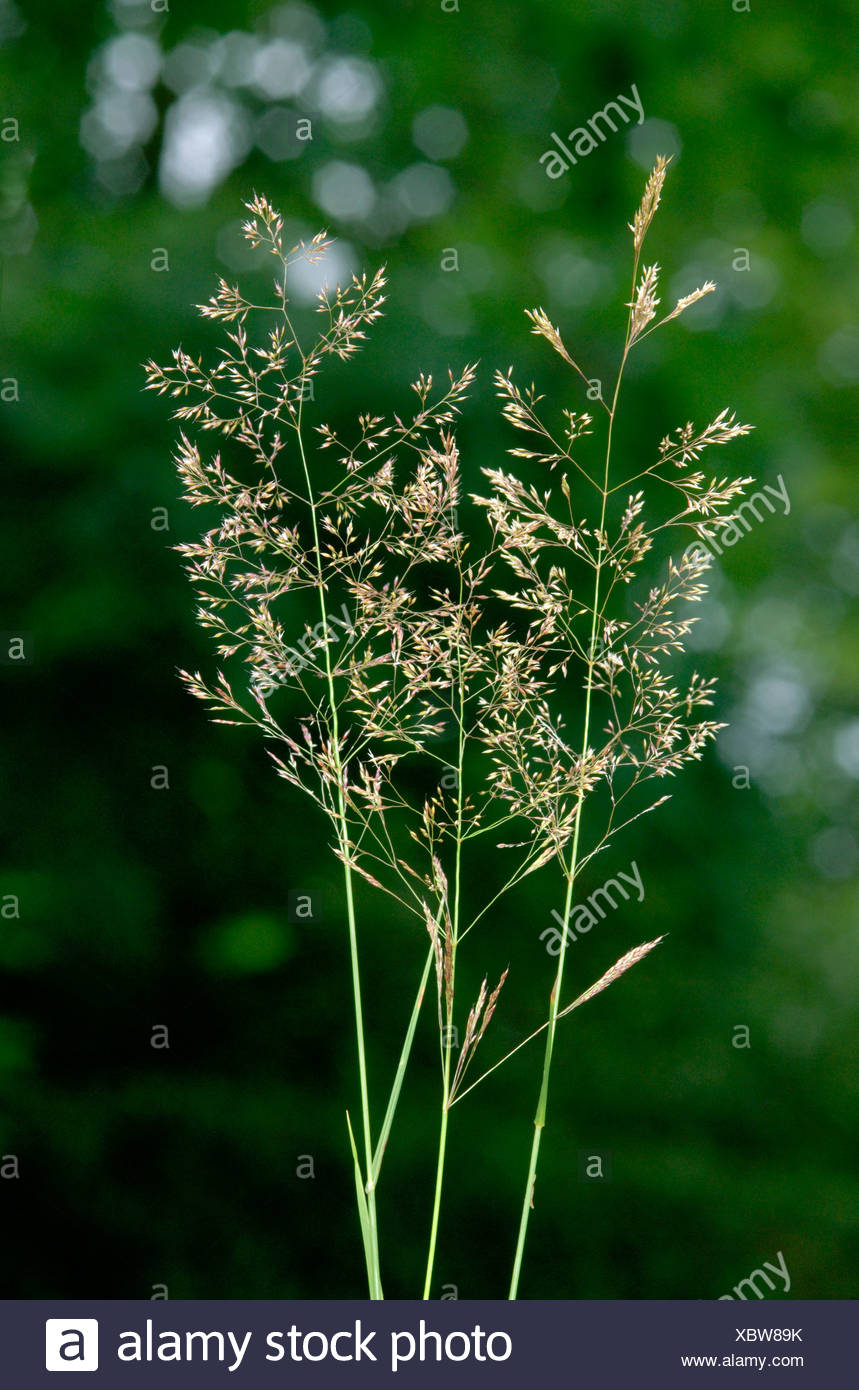 Common Bent Grass Stock Photos & Common Bent Grass Stock Images - Alamy