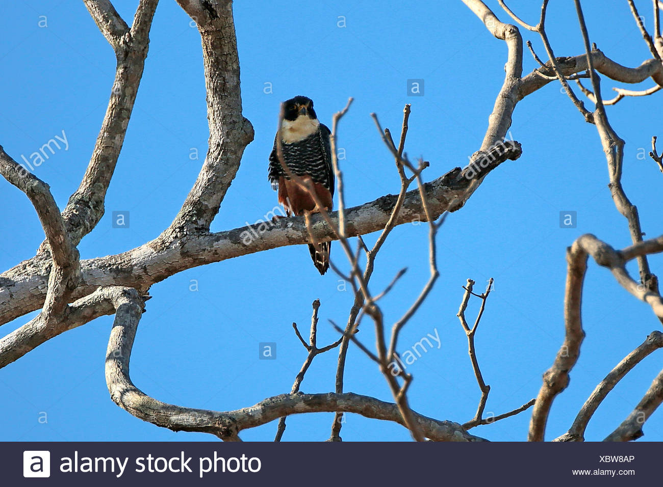 Falco Rufigularis High Resolution Stock Photography and Images - Alamy