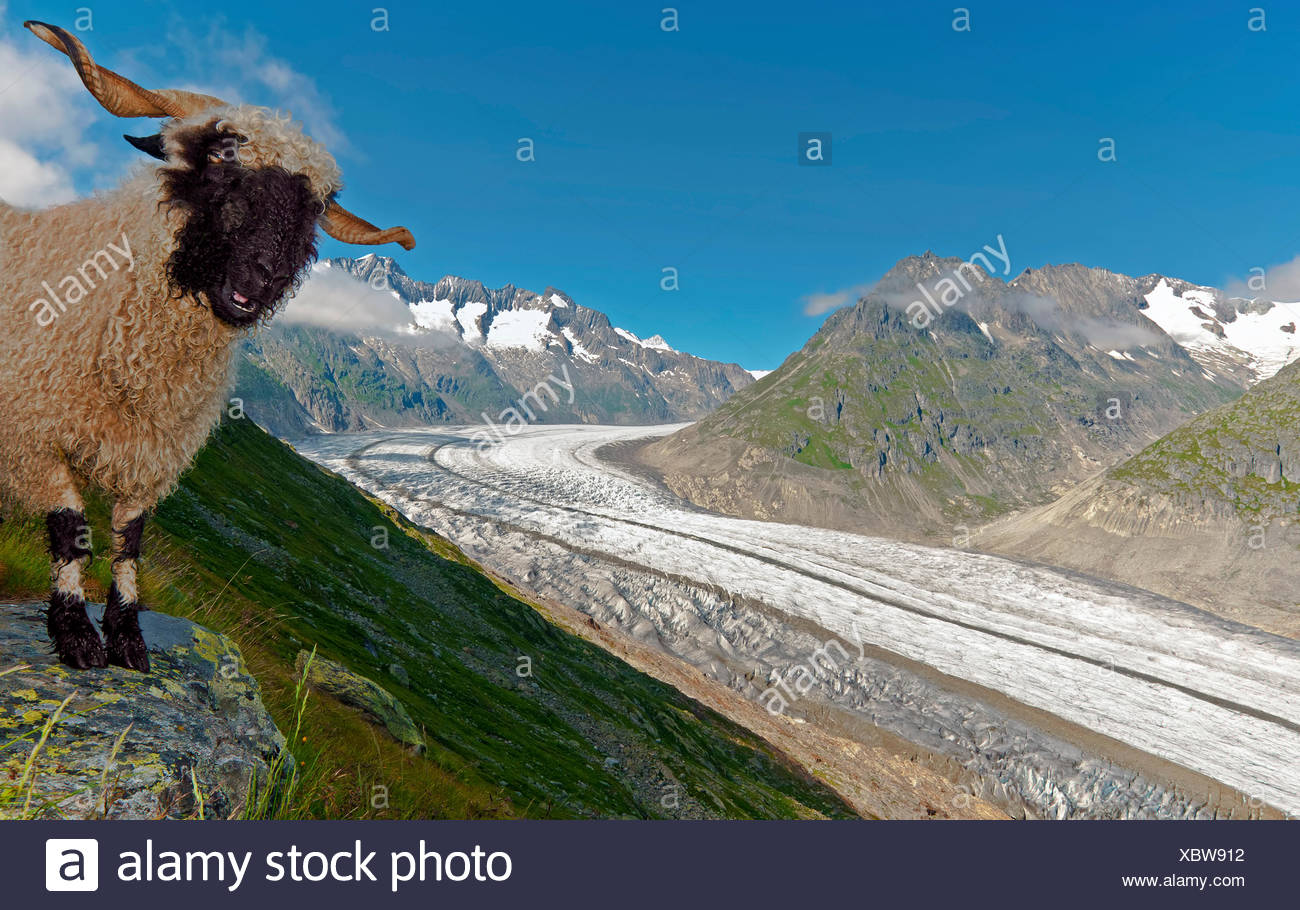 Sheep Alps High Resolution Stock Photography and Images - Alamy