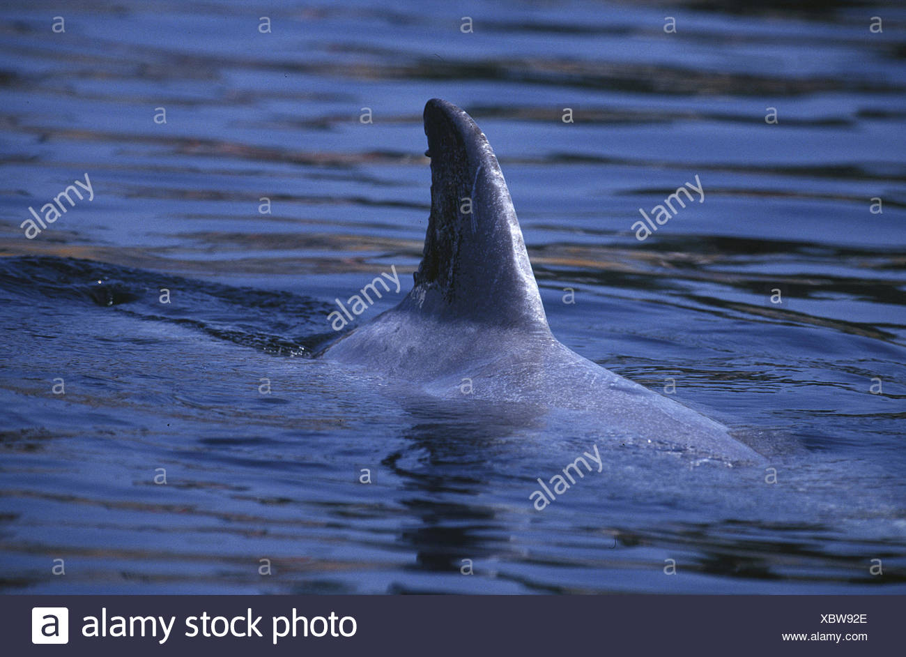 Delfin Delphin Grosser Tuemmler High Resolution Stock Photography and ...