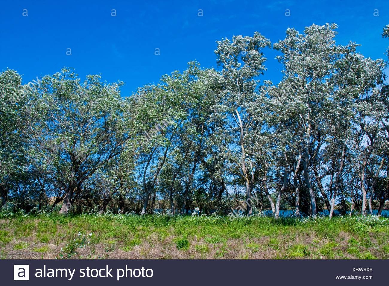 White Poplar Leaf Populus Alba High Resolution Stock Photography and ...