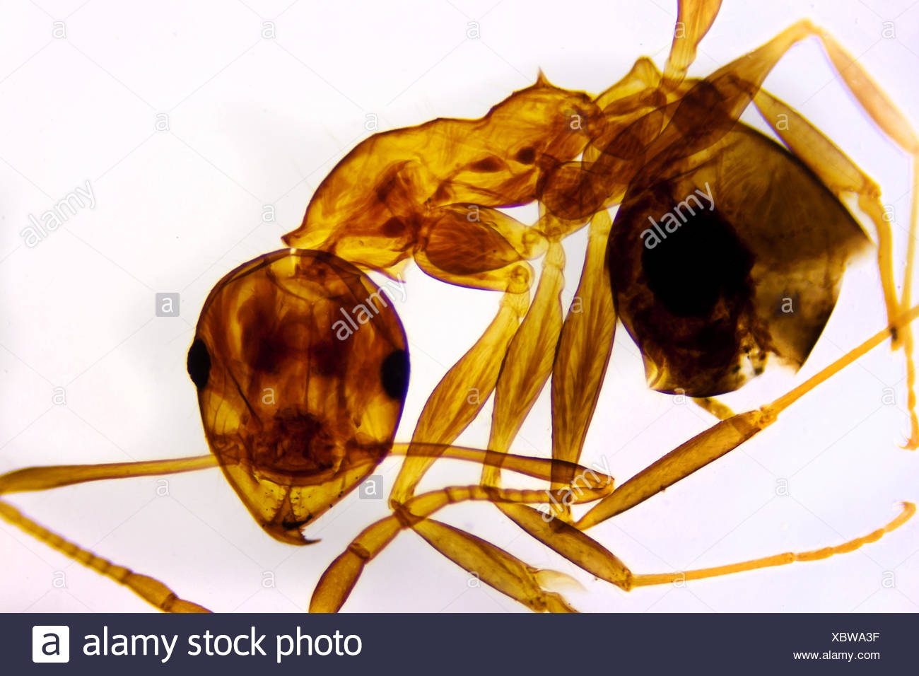 Microscope Ant High Resolution Stock Photography and Images - Alamy