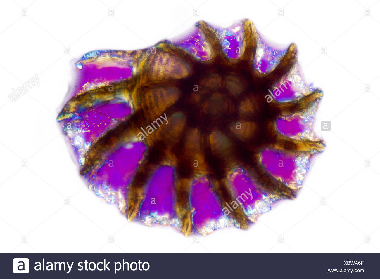 Foraminifera And Fossil High Resolution Stock Photography and Images ...